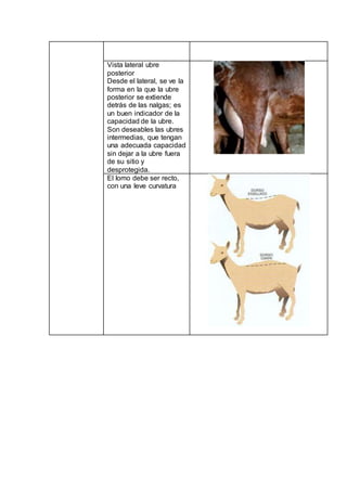 ¿Qué es GOAT y la cabra? Descubre la clave para entender este término ...